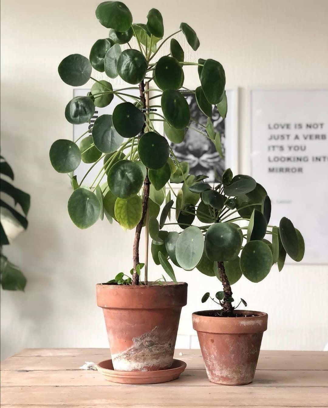 The 10 Prettiest Chinese Indoor Plants